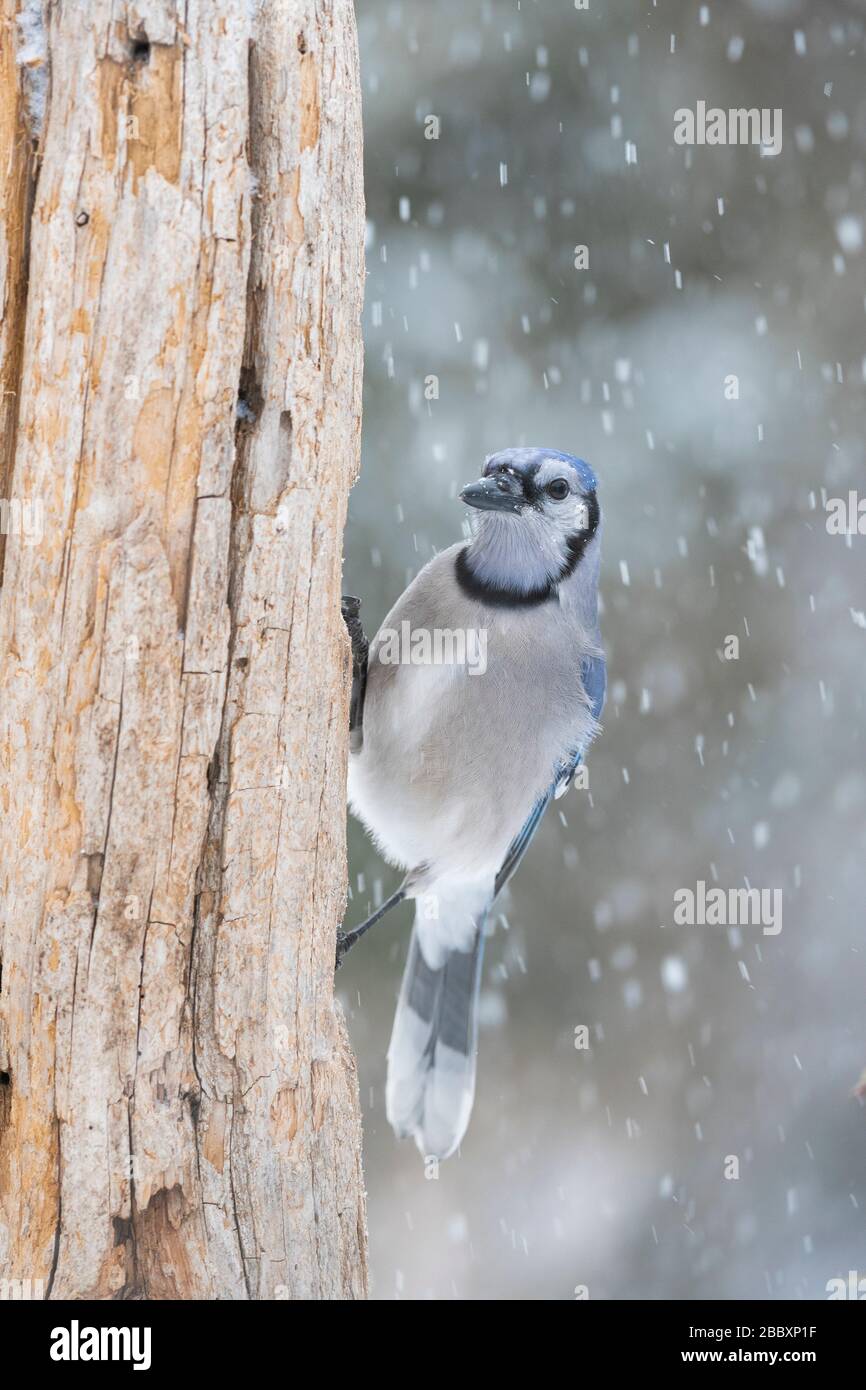 Eastern blue jay hi-res stock photography and images - Alamy