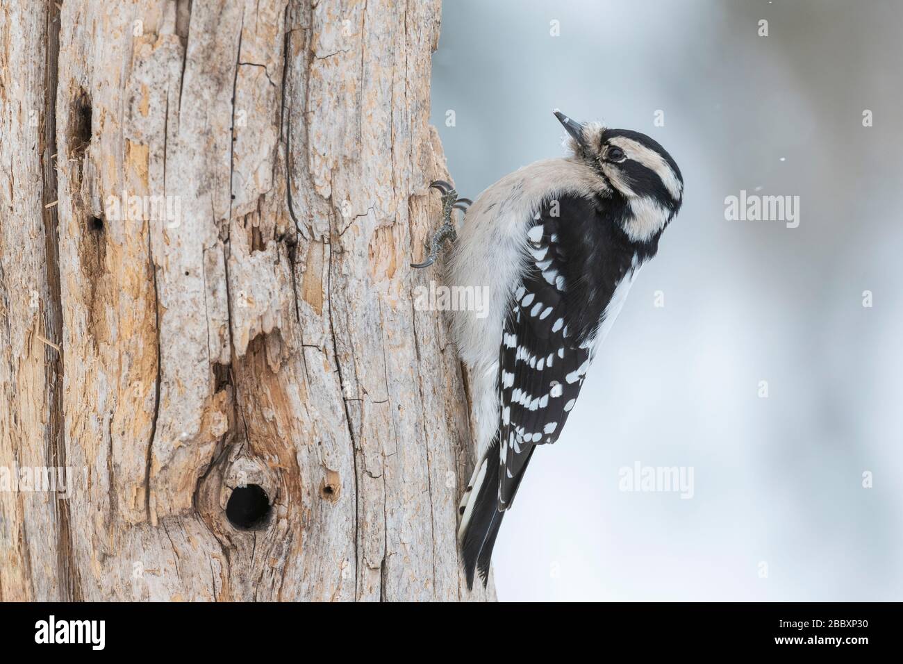 Woodpecker side view bird photo hi-res stock photography and images - Alamy