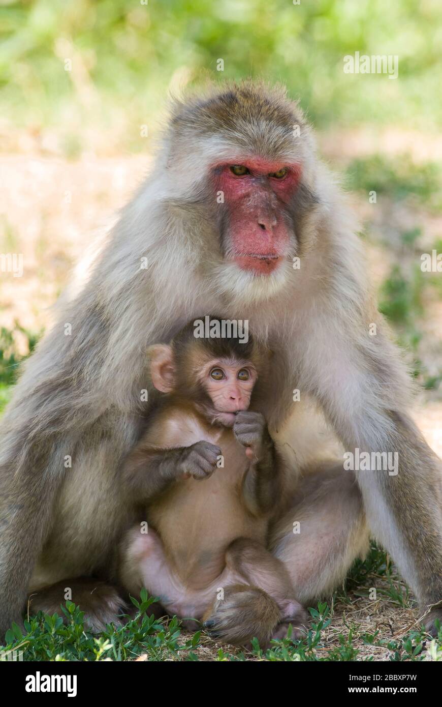 Macaca fuscata koshima hi-res stock photography and images - Alamy