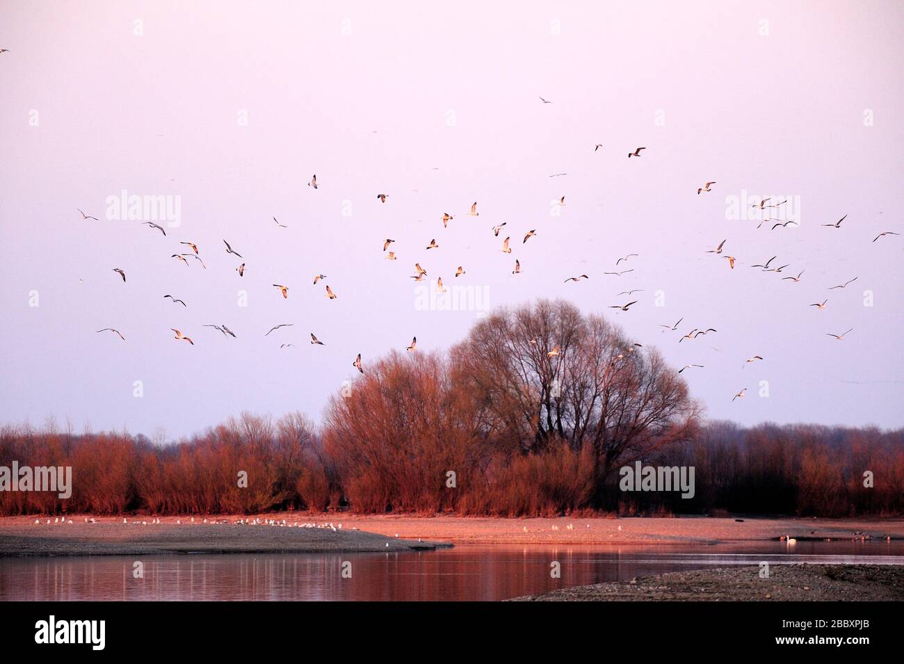 animals, bird, birds, fly, avian, water, birds in water, nature ...