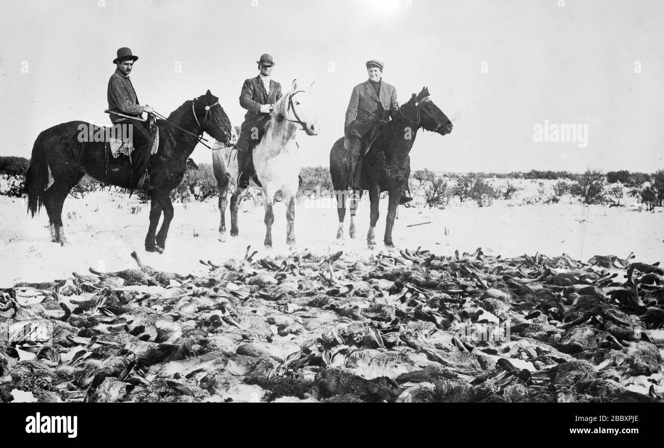 Oregon dead rabbits hi-res stock photography and images - Alamy