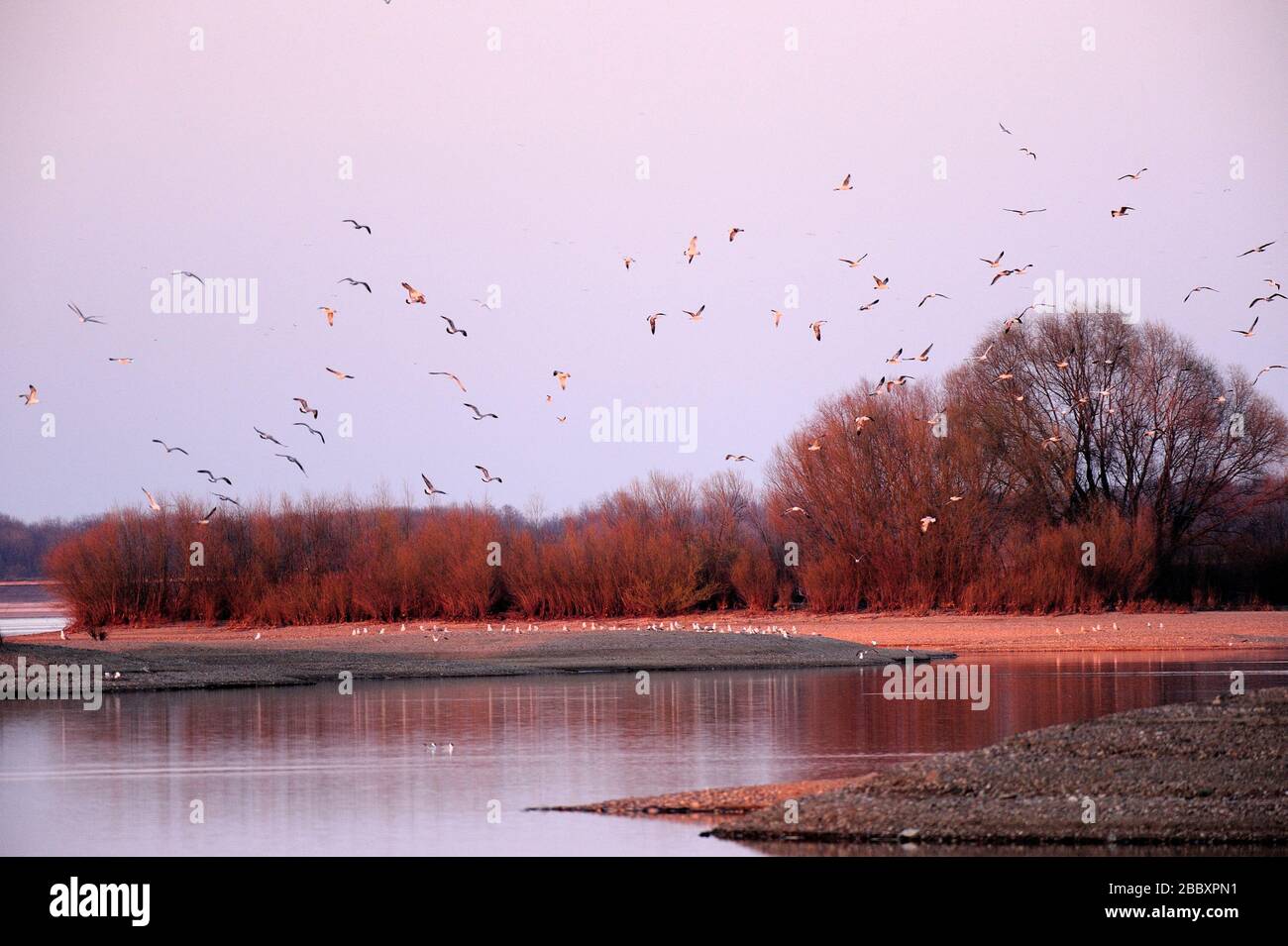animals, bird, birds, fly, avian, water, birds in water, nature ...
