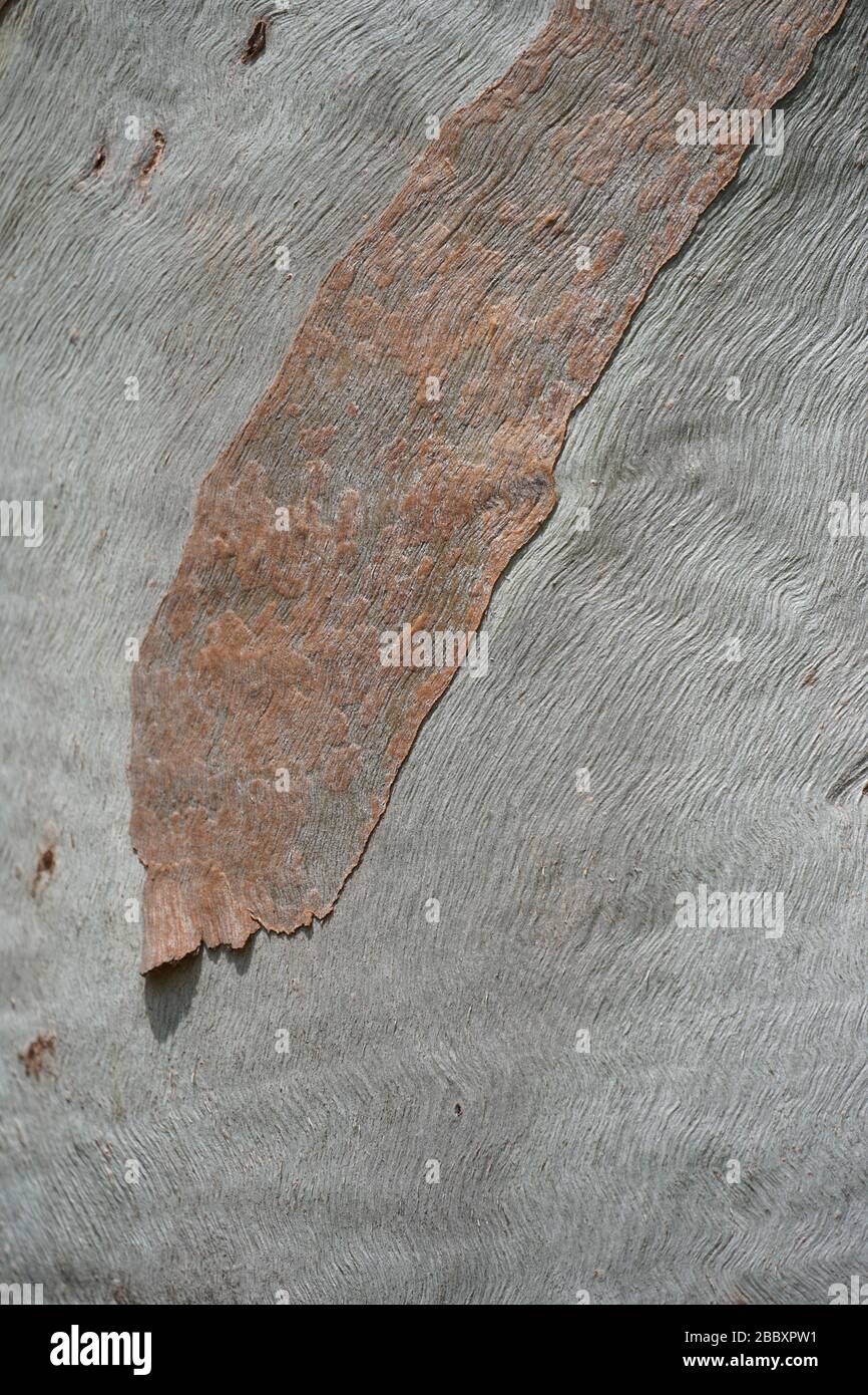 Eucalyptus tree trunk section hi-res stock photography and images - Alamy
