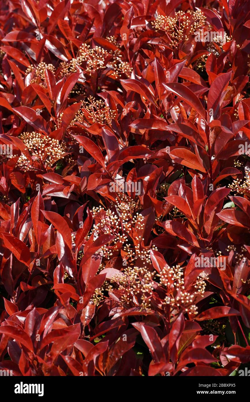 Close up of leaves and flower clusters of Photinia, an ornamental bush ...