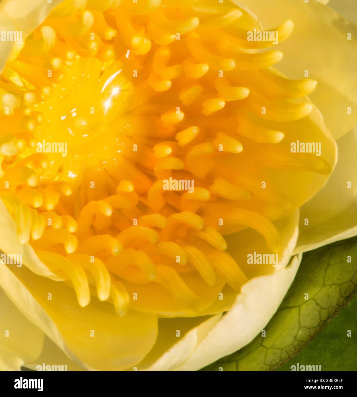 Closeup of creamy, bright yellow water lily flower with stamen Stock ...