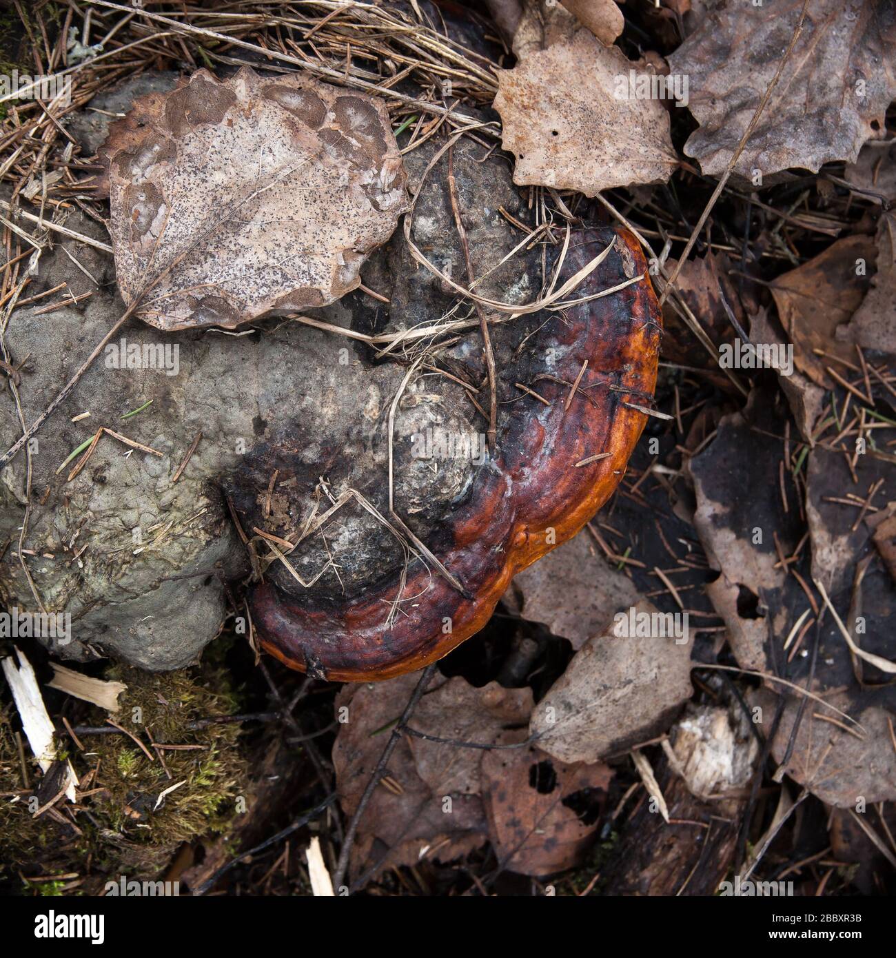 Chaga mushroom hi-res stock photography and images - Alamy