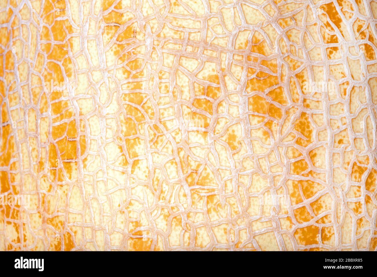 melon skin texture Stock Photo - Alamy