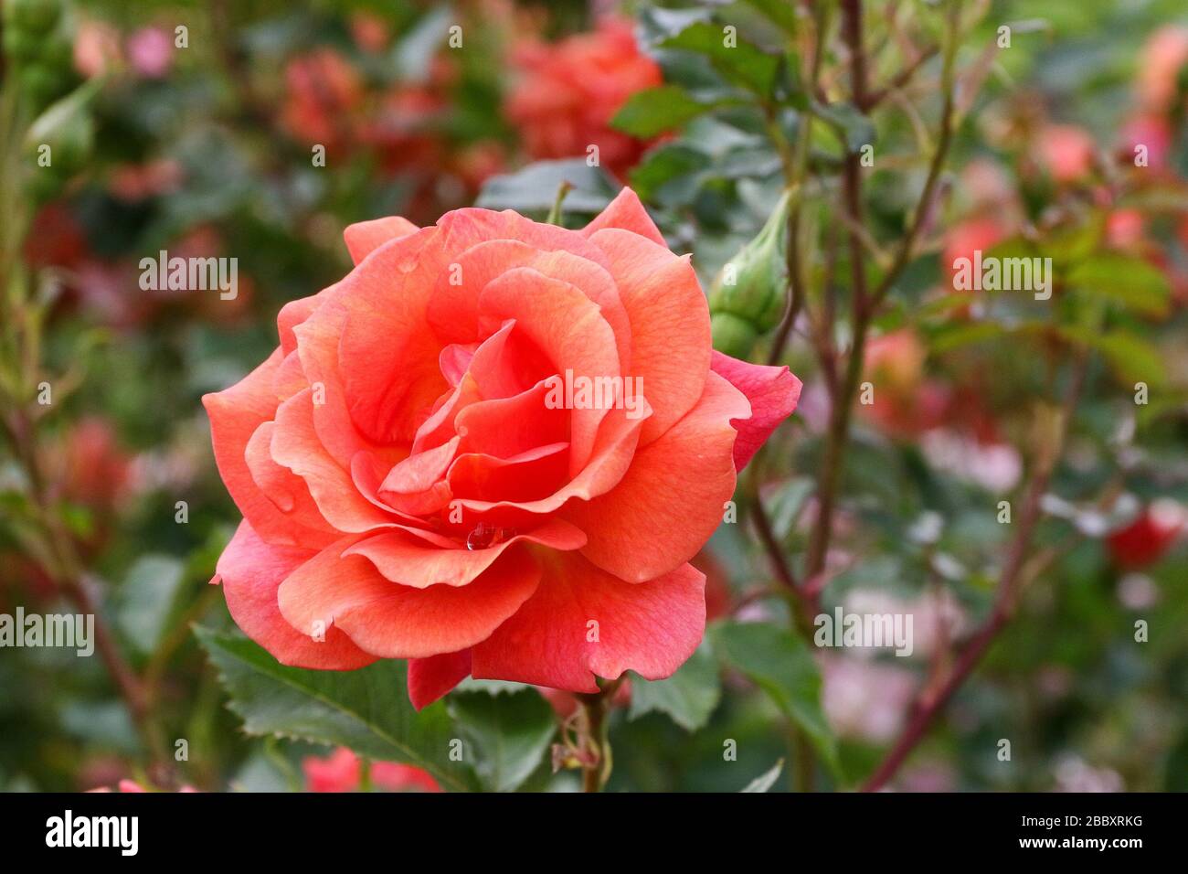 "Lambada" an orange apricot coloured rose shrub rose, Kordes 2016/18 ...