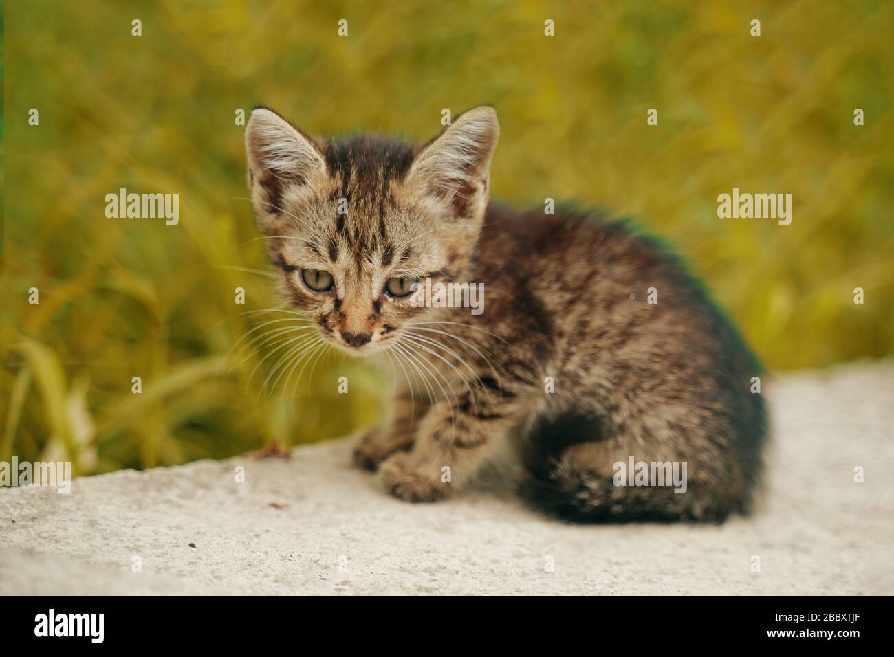 The stray kitten. The tabby is alone on the street, hungry and lonely ...