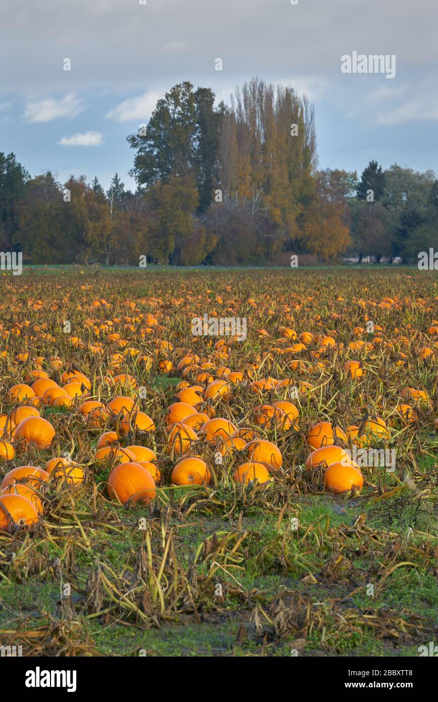 Pumpkin Patch Farm. Pumpkins growing on the farm ready for harvest ...