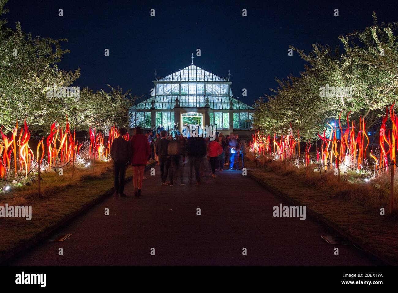 Copper birch hi-res stock photography and images - Alamy