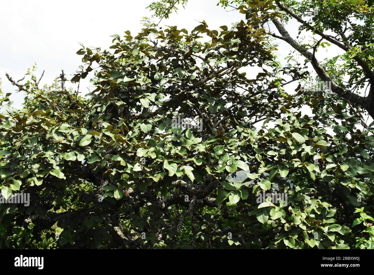 Dark leaves of a natural tree in natural forest in Eastern Province of ...