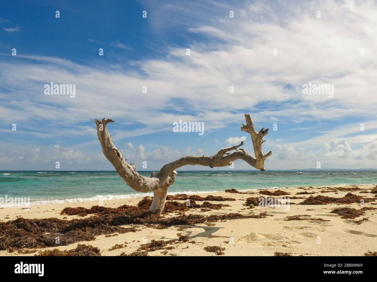 A tree branch on an empty beach makes for the perfect seat for two ...
