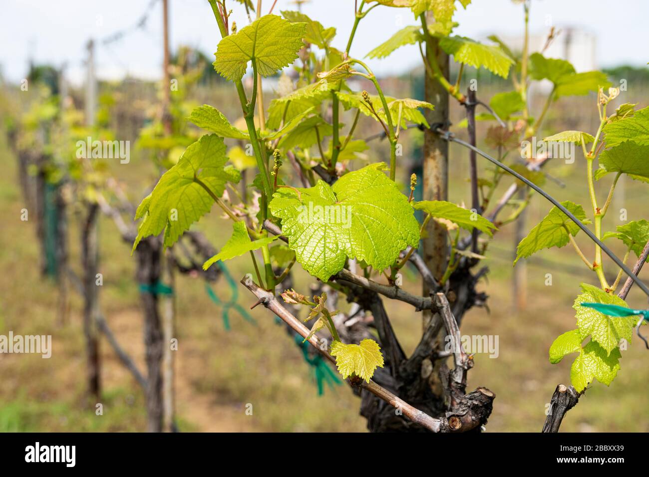 Sprouting Vines Of Vine High Resolution Stock Photography and Images ...