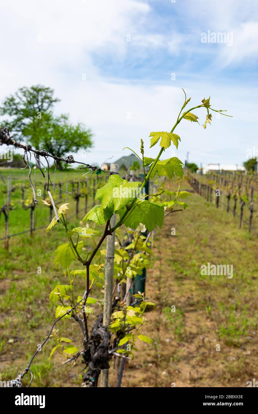 Sprouting Vines Of Vine High Resolution Stock Photography and Images ...