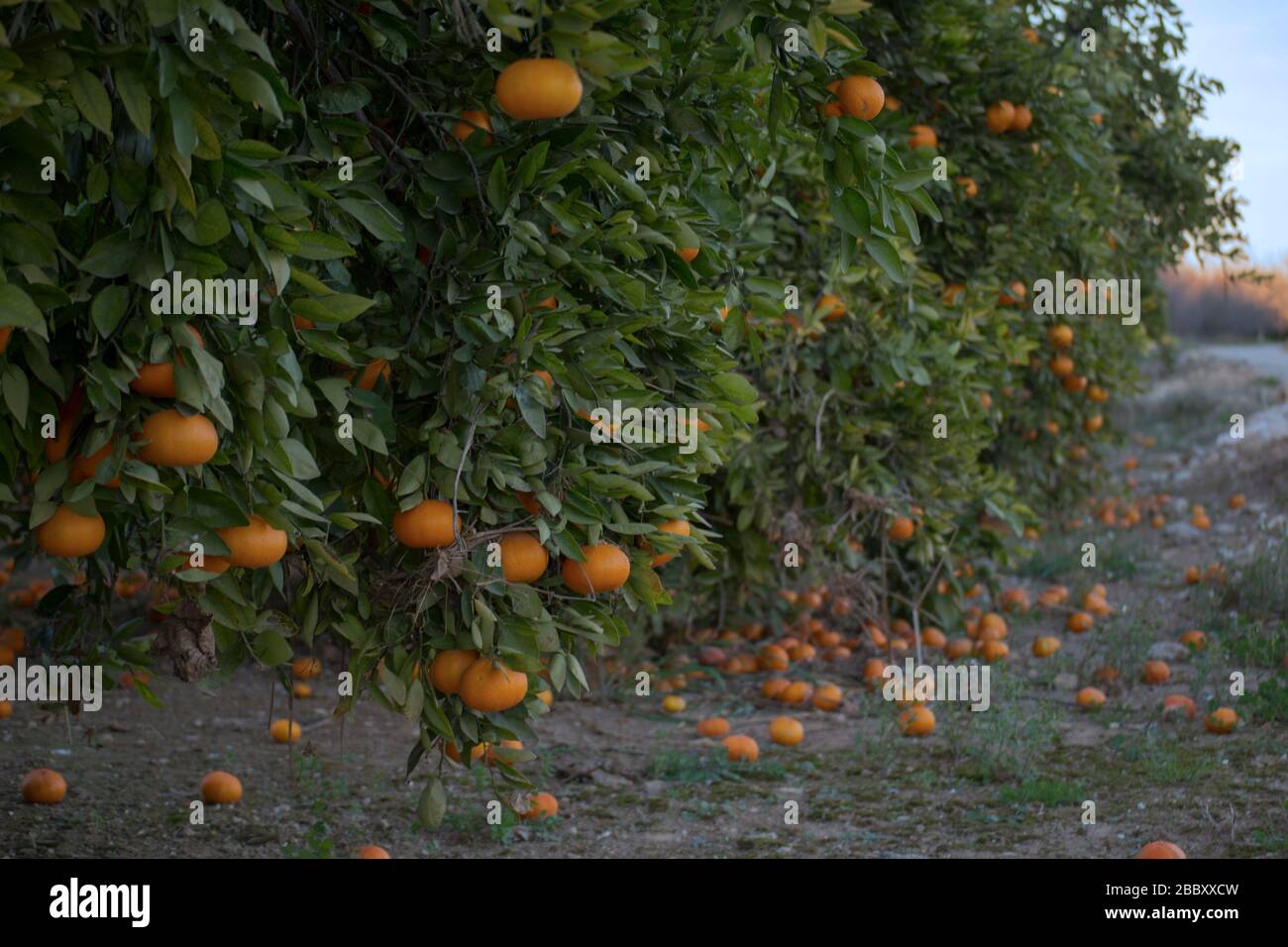 Orange tree with oranges on the ground and sunset in the background ...
