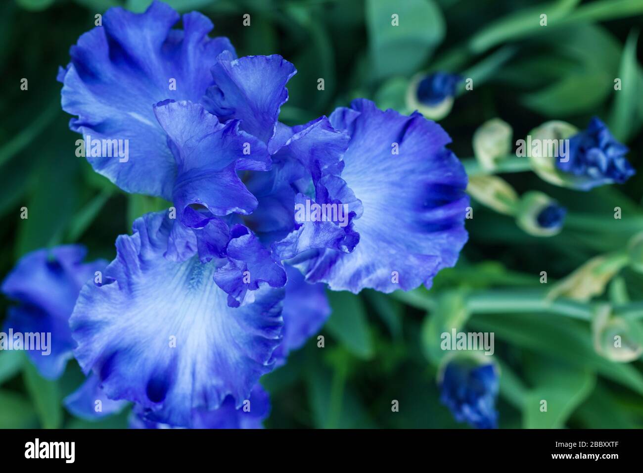 Bearded lily flower flowers hi-res stock photography and images - Alamy