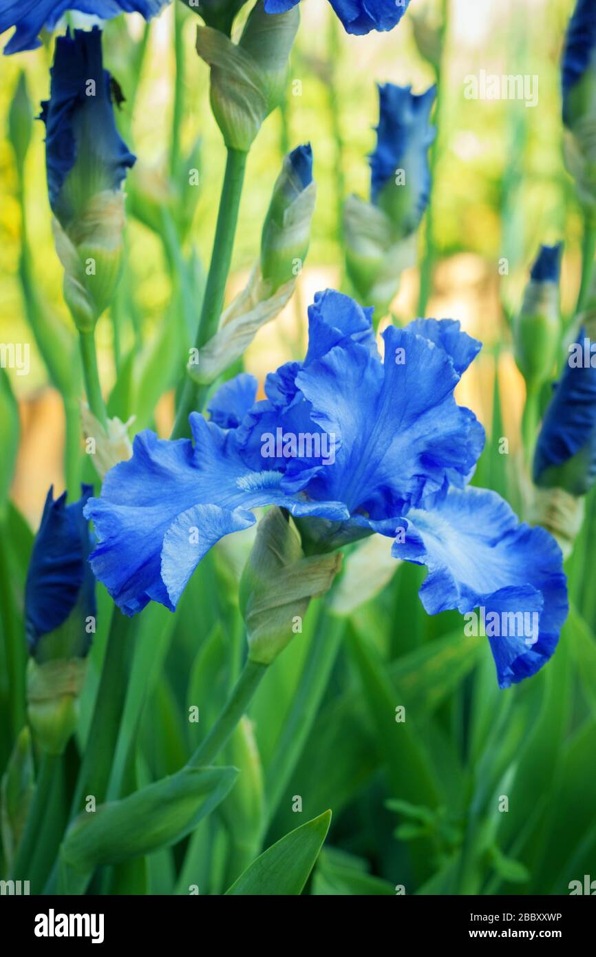 Bright blue spring iris flowers side view Stock Photo - Alamy