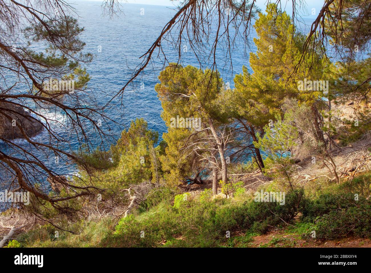 coniferous trees growing on the coastal cliff Stock Photo - Alamy