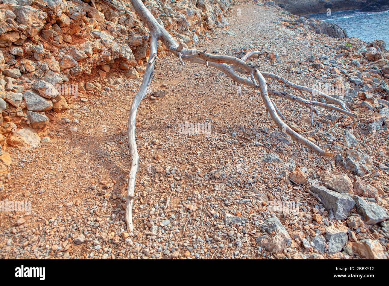 Tree roots crack concrete hi-res stock photography and images - Alamy