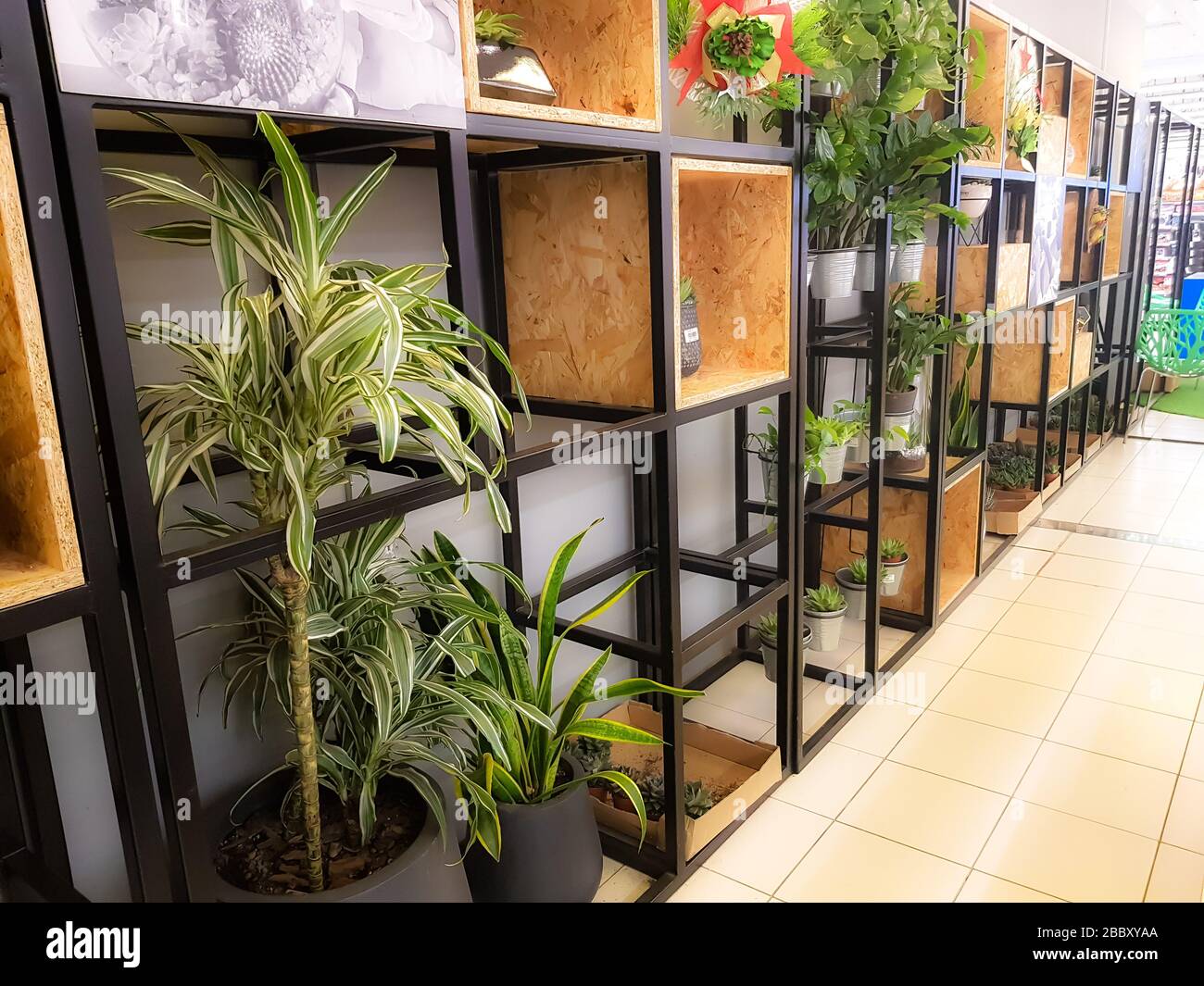 Real Indoor Plants For Sale at Martha Chouinard blog