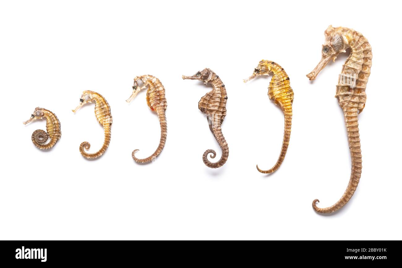 different sizes seahorses on a white background Stock Photo - Alamy