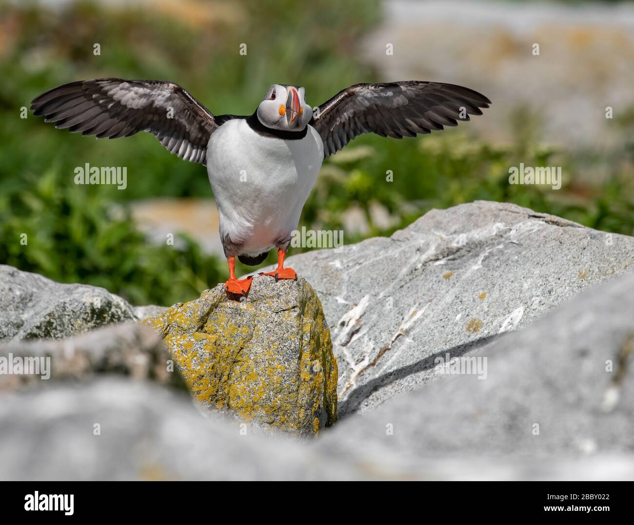 Bar harbor maine puffin hi-res stock photography and images - Alamy