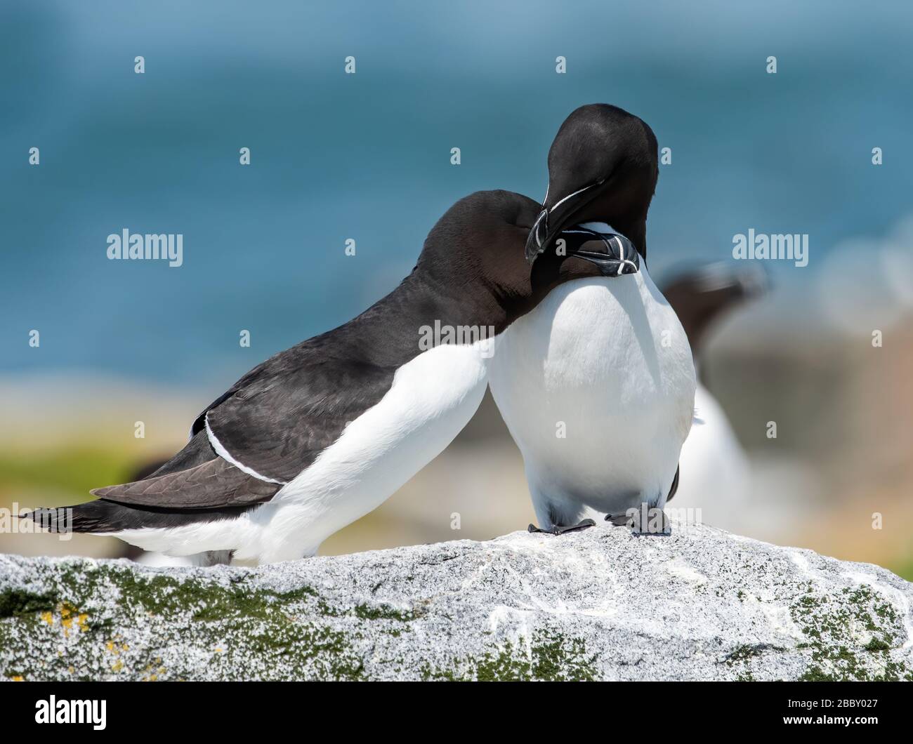 Razorbill photography hi-res stock photography and images - Alamy