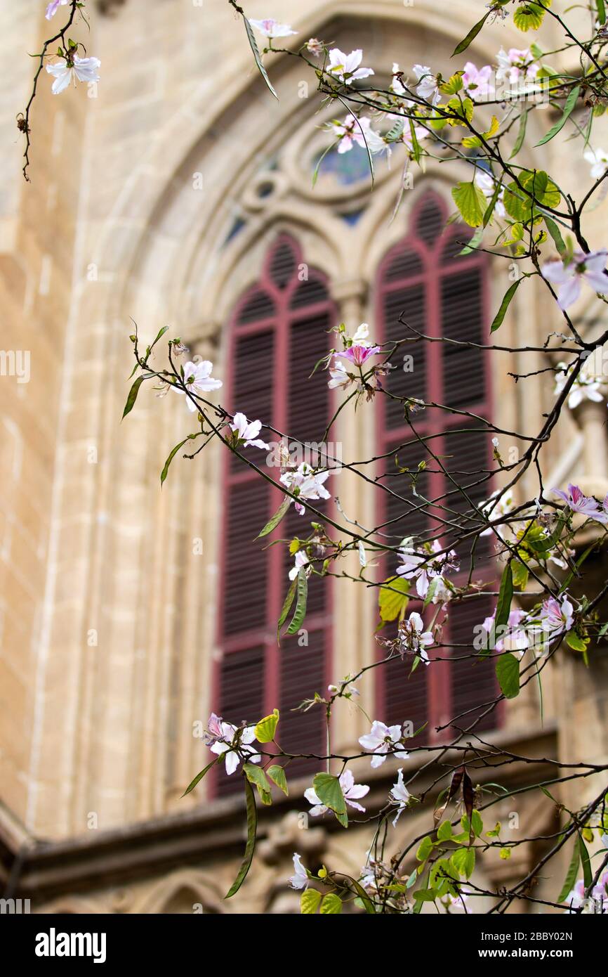 Flowers blooming outside the church window Stock Photo - Alamy
