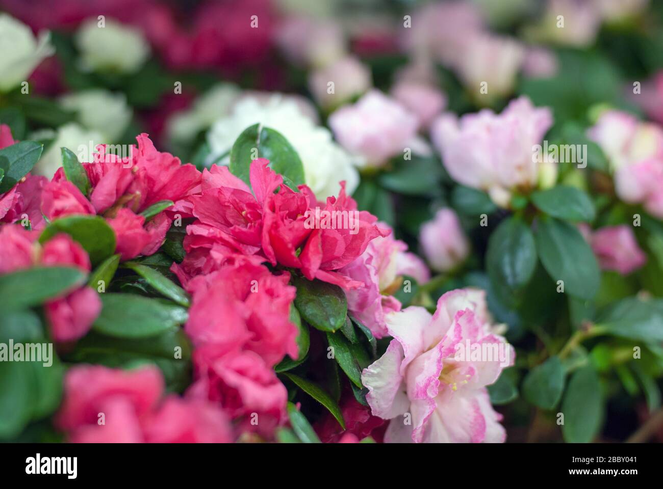 Rhododendron sims ii hi-res stock photography and images - Alamy