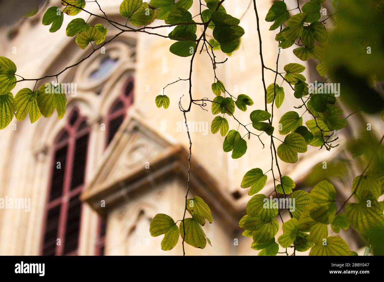 Flowers blooming outside the church window Stock Photo - Alamy