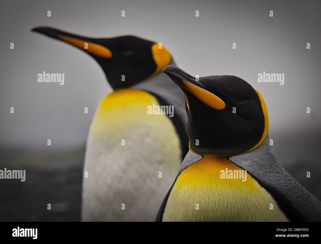 A pair of king penguins stand together in South Georgia Stock Photo - Alamy