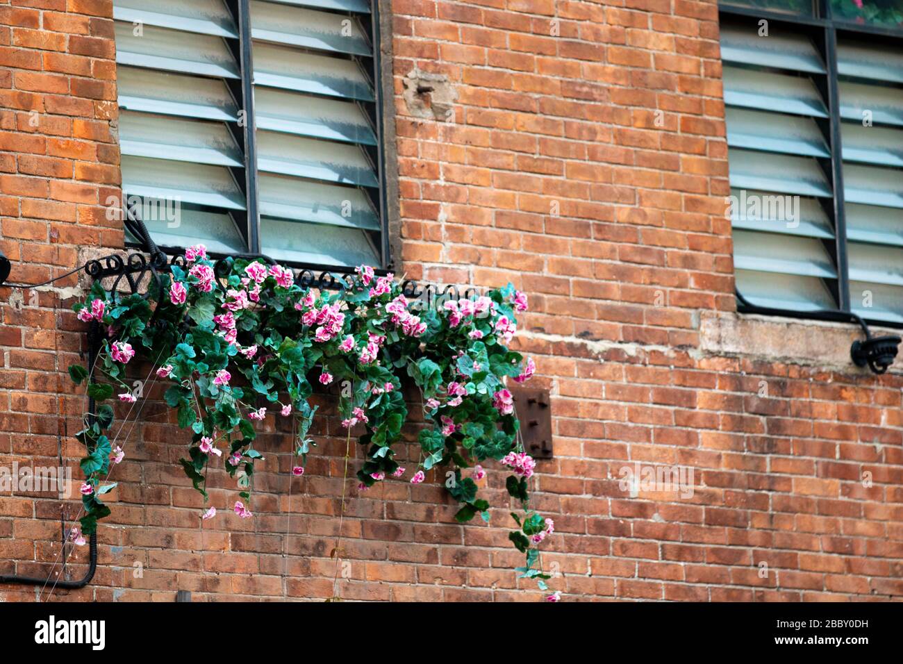 Flowers blooming on the window sill Stock Photo - Alamy