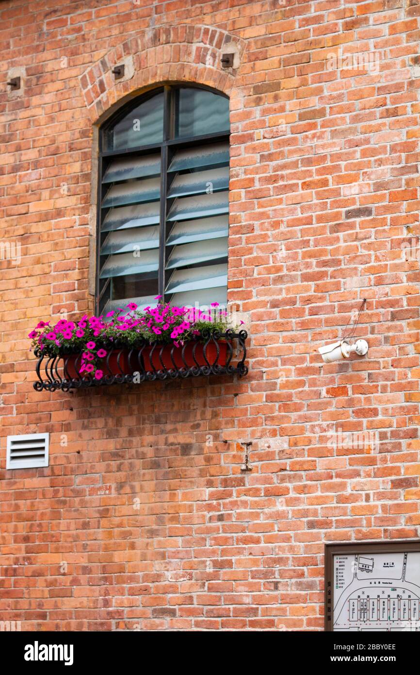 Flowers blooming on the window sill Stock Photo - Alamy