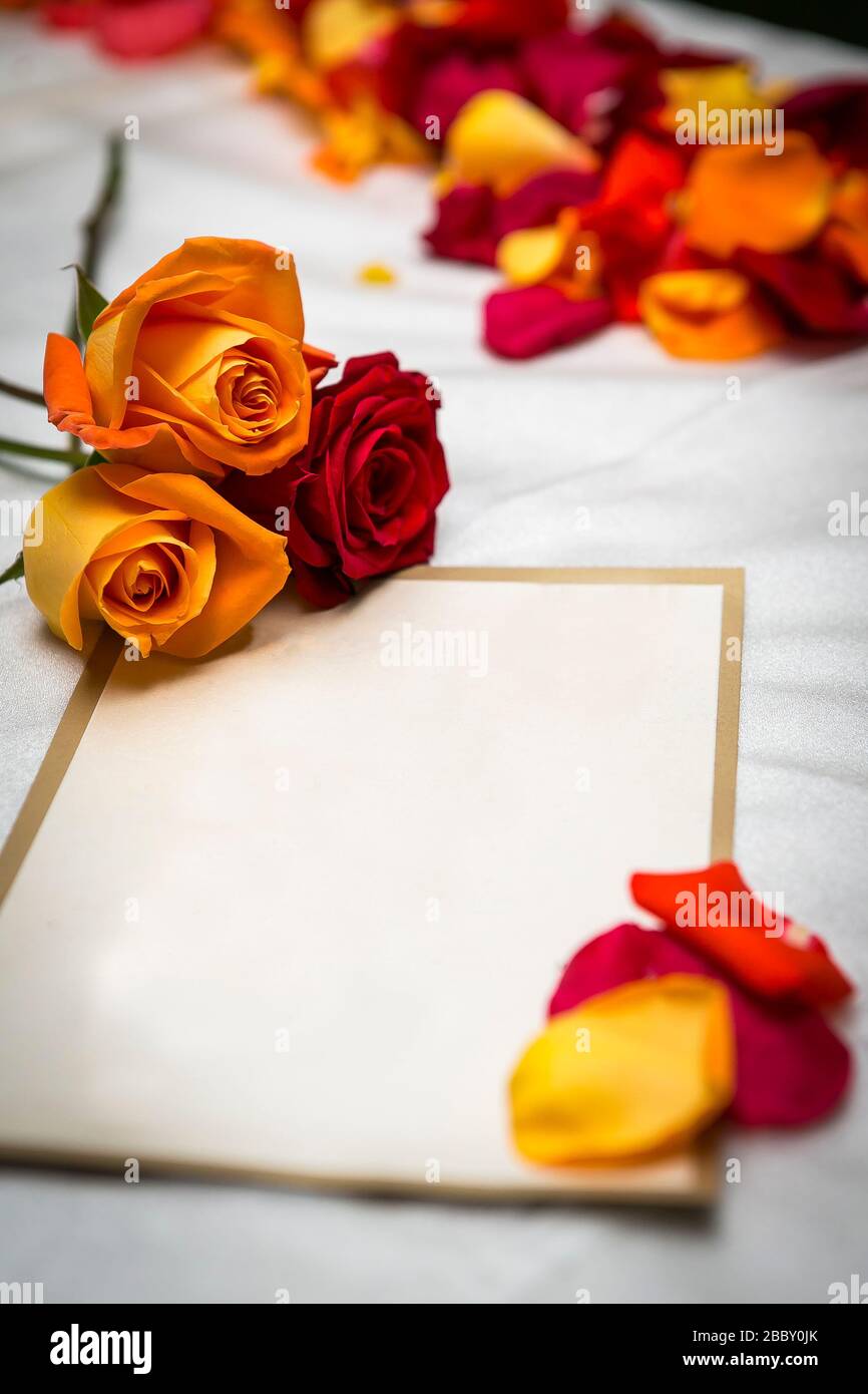 Red and orange roses and petals on a blank card invitation for a ...
