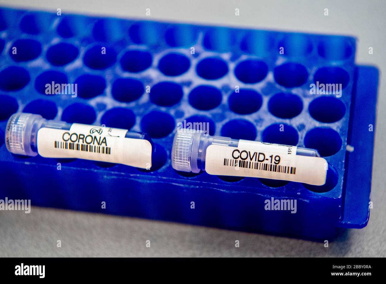 Test tubes with samples of blood being tested for COVID-19 coronavirus ...
