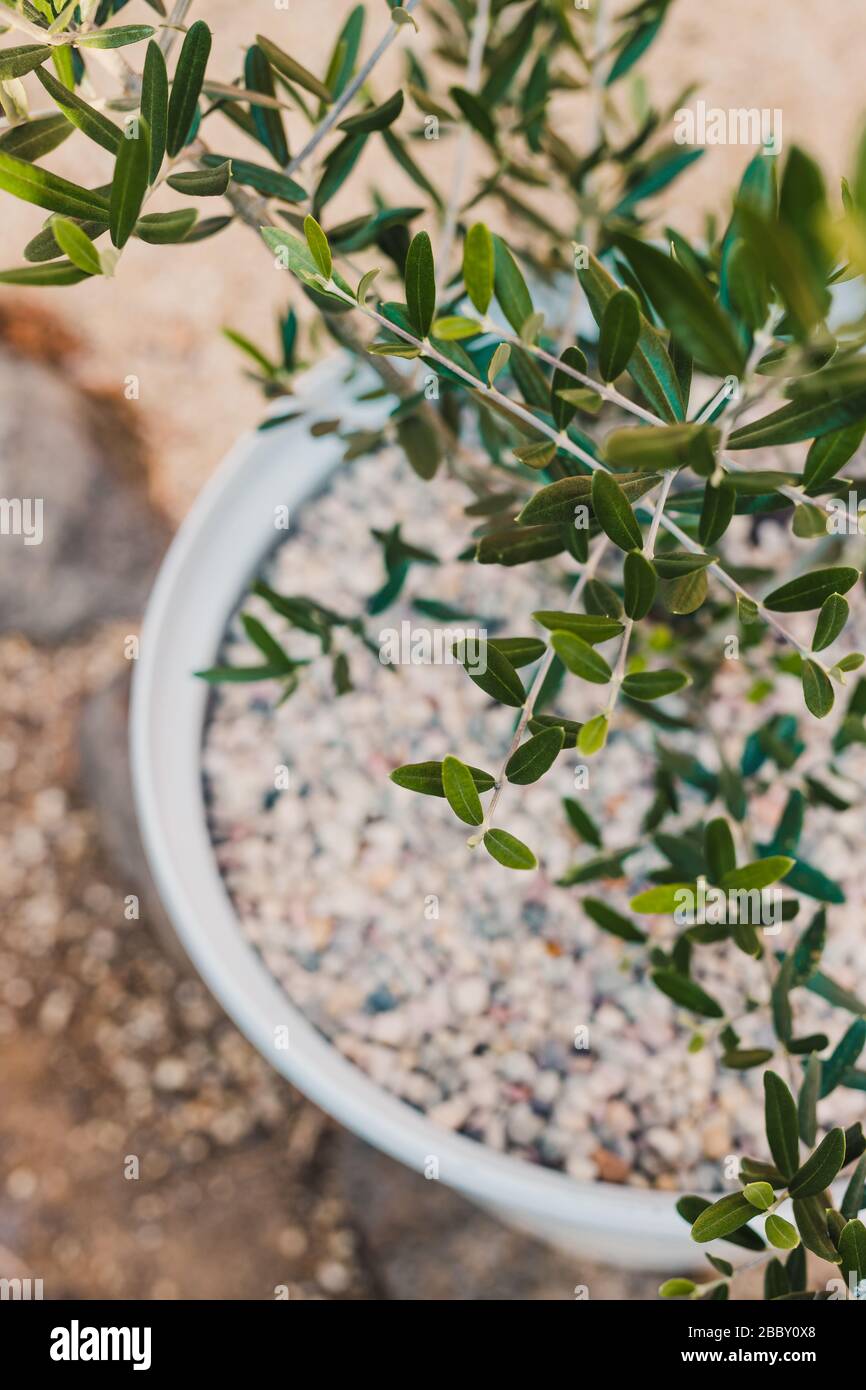detail of olive tree outdoor in sunny backyard shot at shallow depth of ...