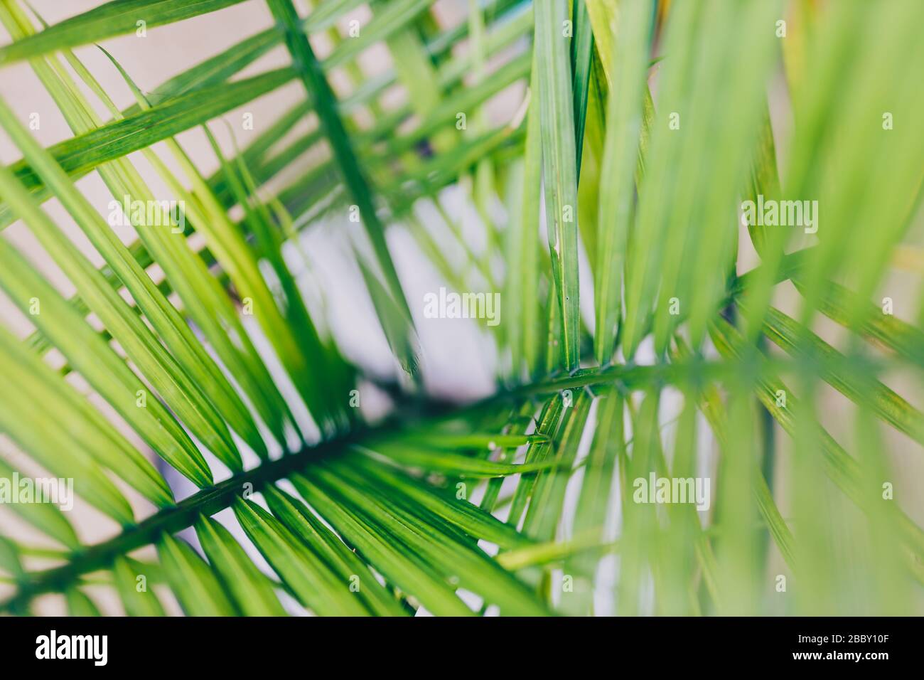 close-up of tropical palm tree leaf outdoor in sunny backyard shot at ...
