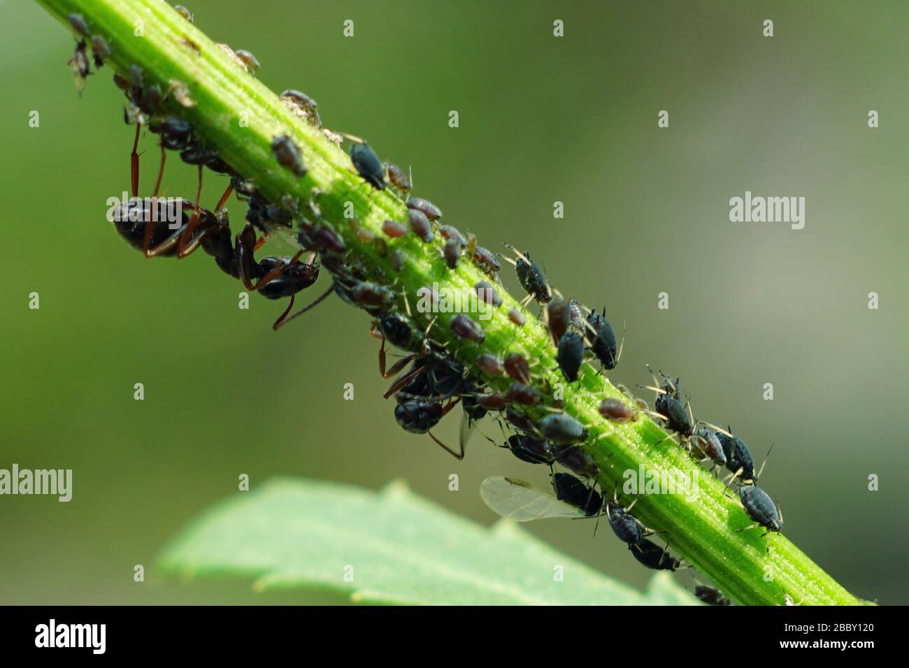 Ants and aphids on the stem Stock Photo - Alamy