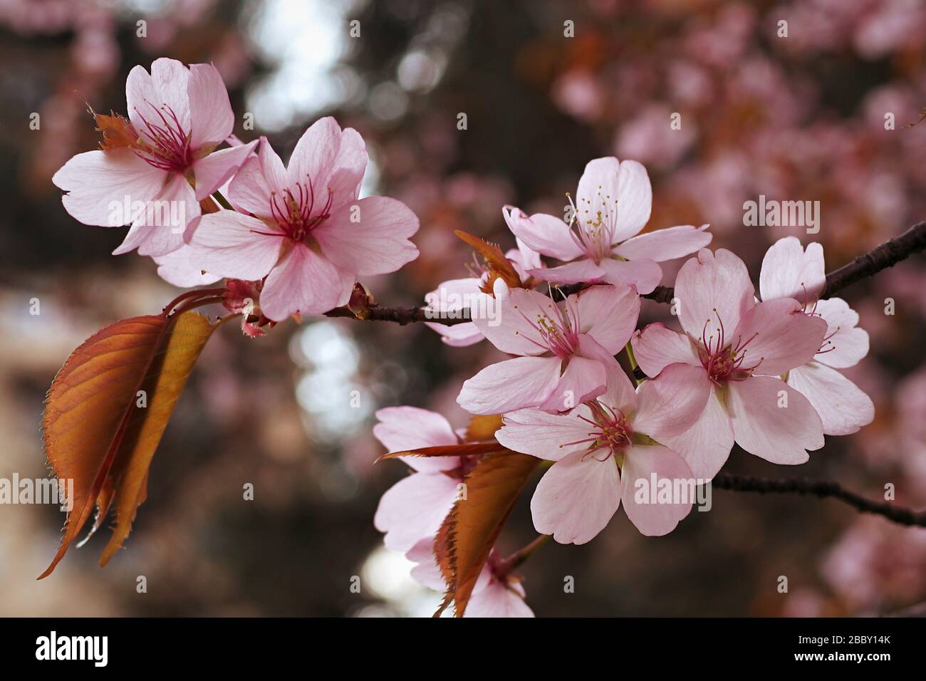 Sakura flower - Chinese cherry tree Stock Photo - Alamy
