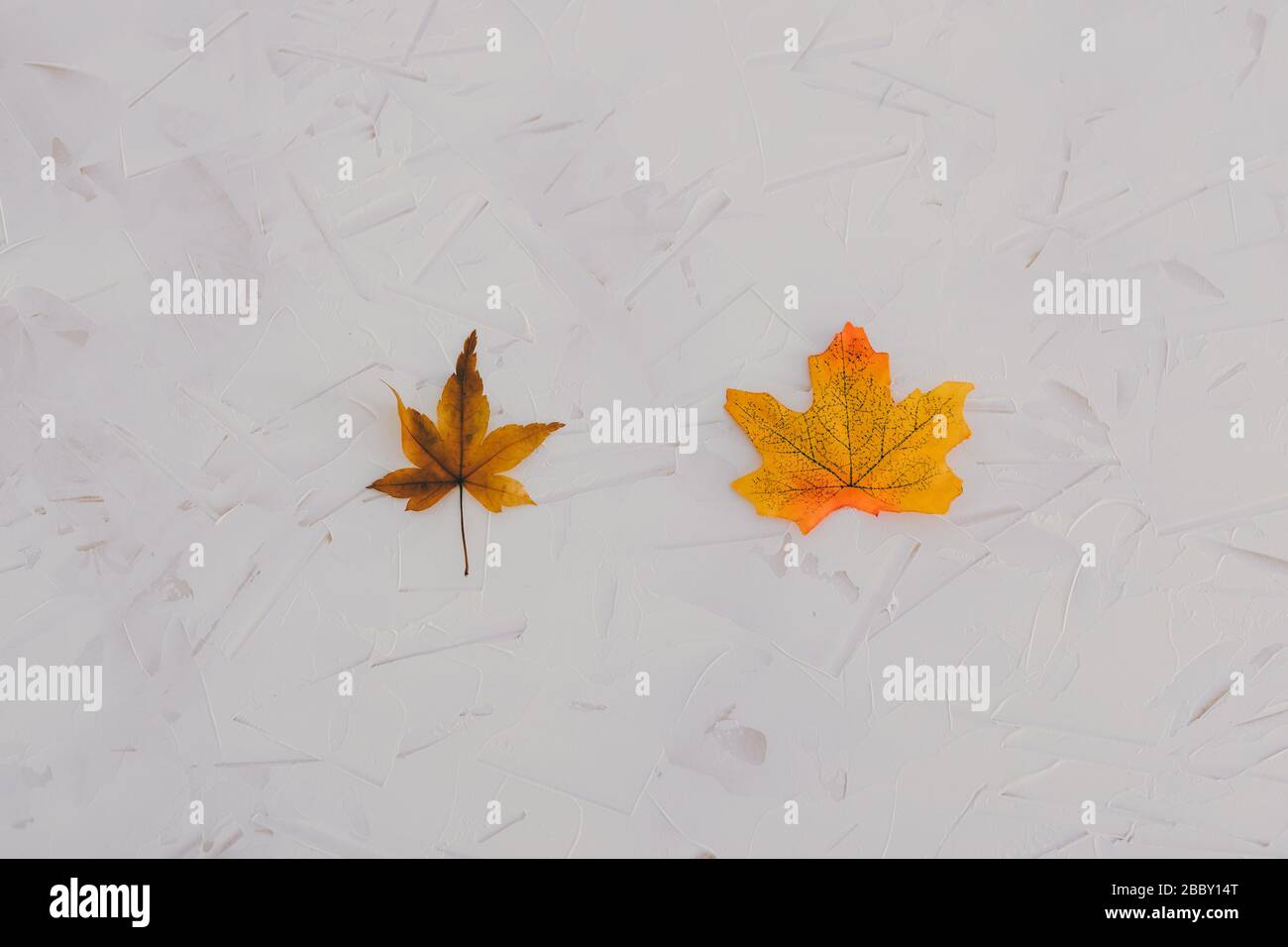 real vs fake conceptual still-life series, real autumn maple leaf vs ...