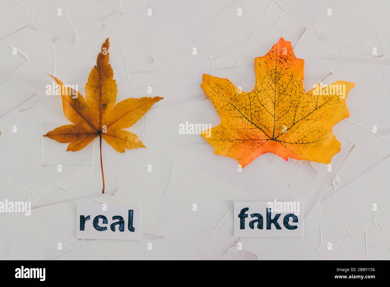 real vs fake conceptual still-life series, real autumn maple leaf vs ...