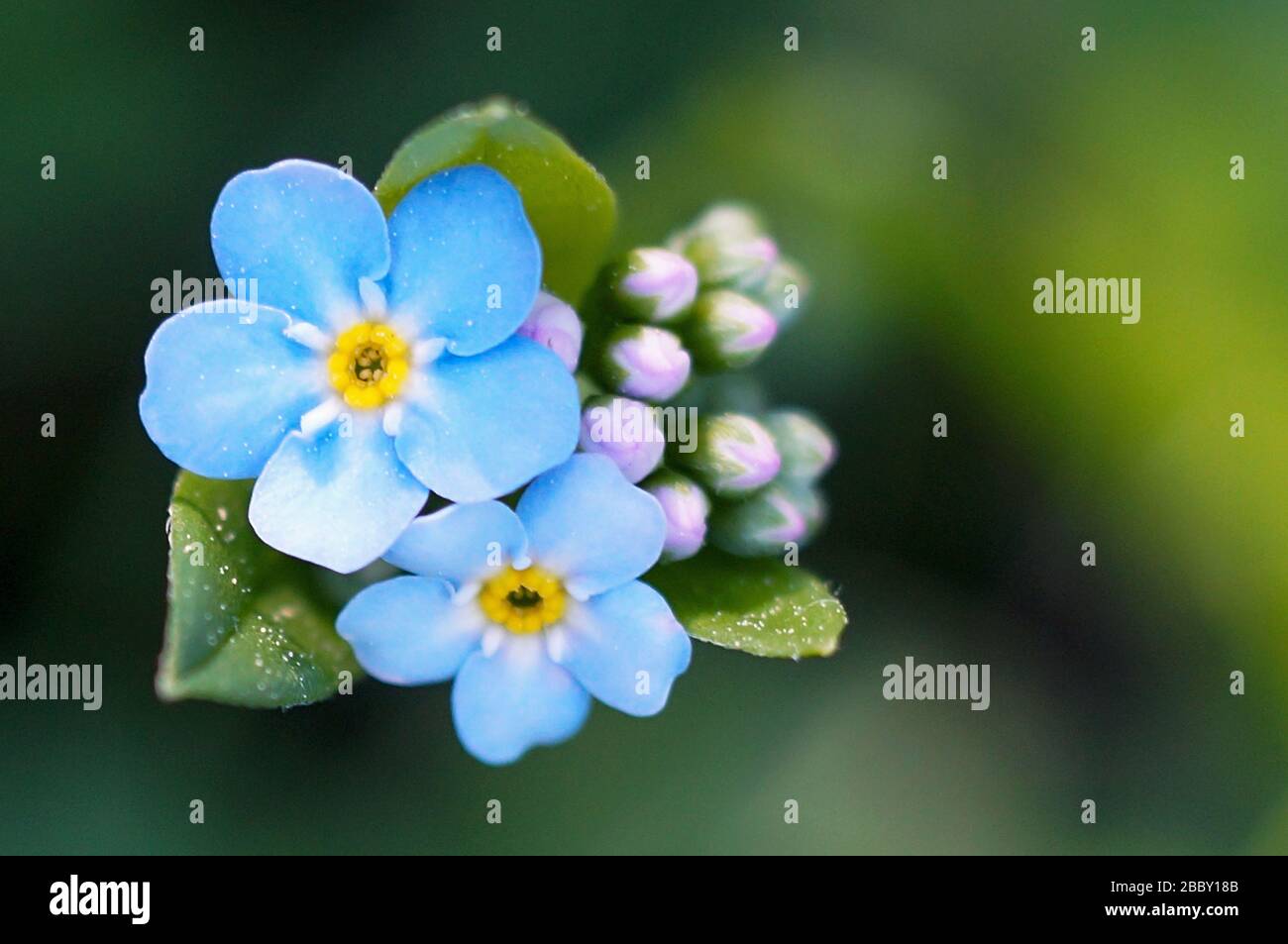 forget-me-not - blue flower Stock Photo - Alamy