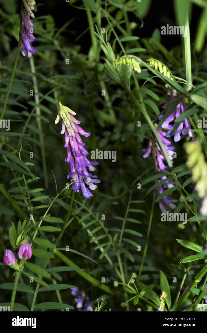 Hairy vetch hi-res stock photography and images - Alamy
