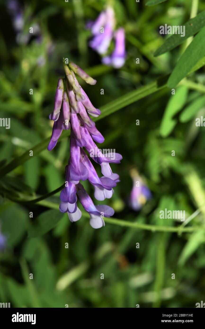 Ground cover weeds hi-res stock photography and images - Alamy