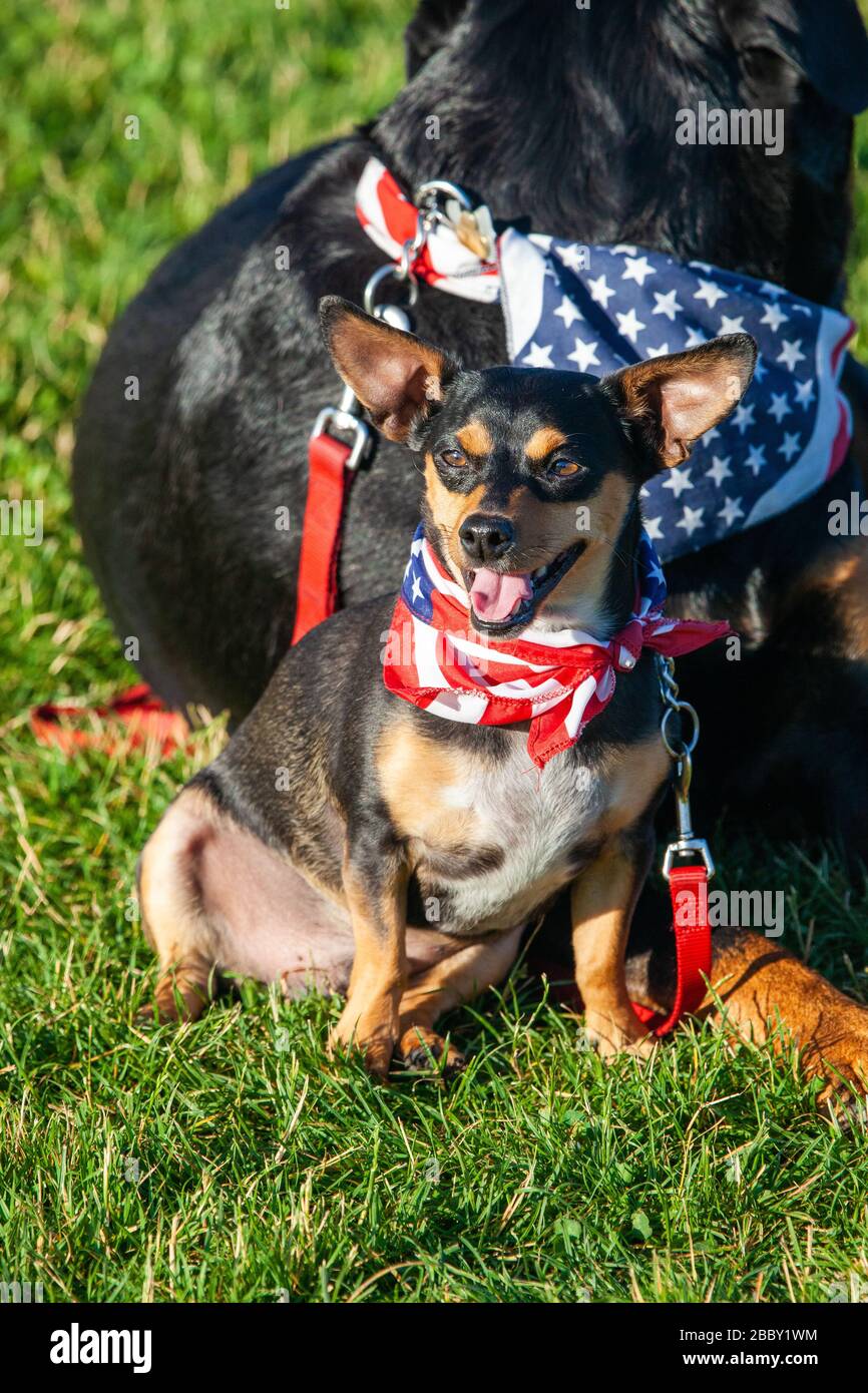 Patriotic dogs hi-res stock photography and images - Alamy