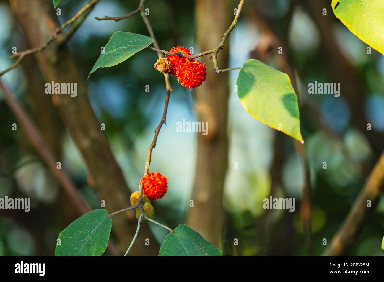 The fruits of Broussonetia papyrifera Stock Photo - Alamy