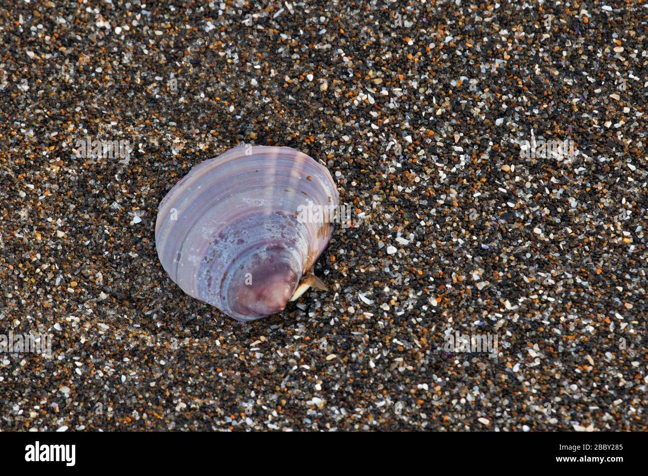 Shell on beach, Neskowin State Park, Oregon Stock Photo - Alamy