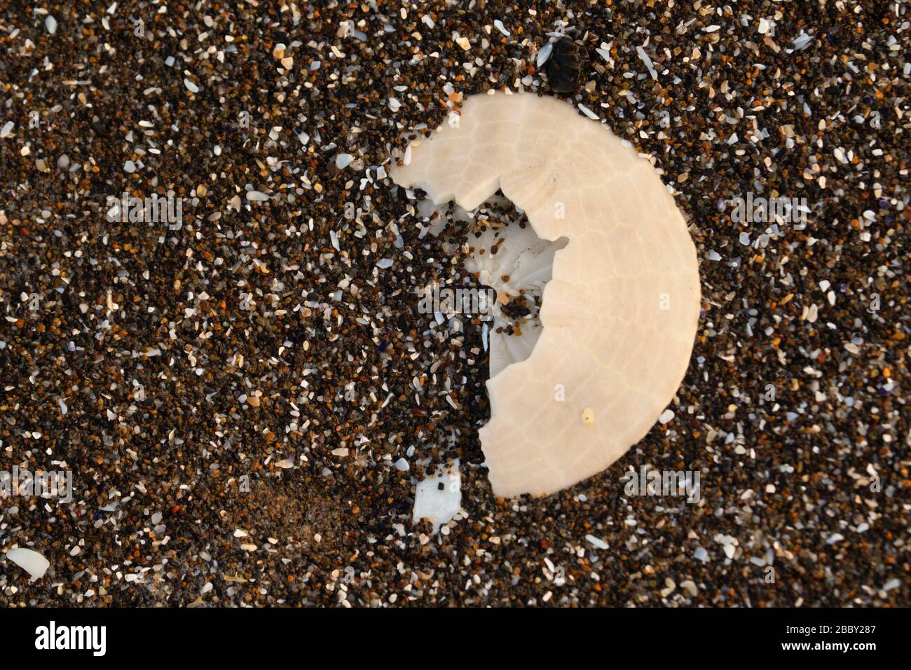 Broken sand dollar on beach, Neskowin State Park, Oregon Stock Photo ...