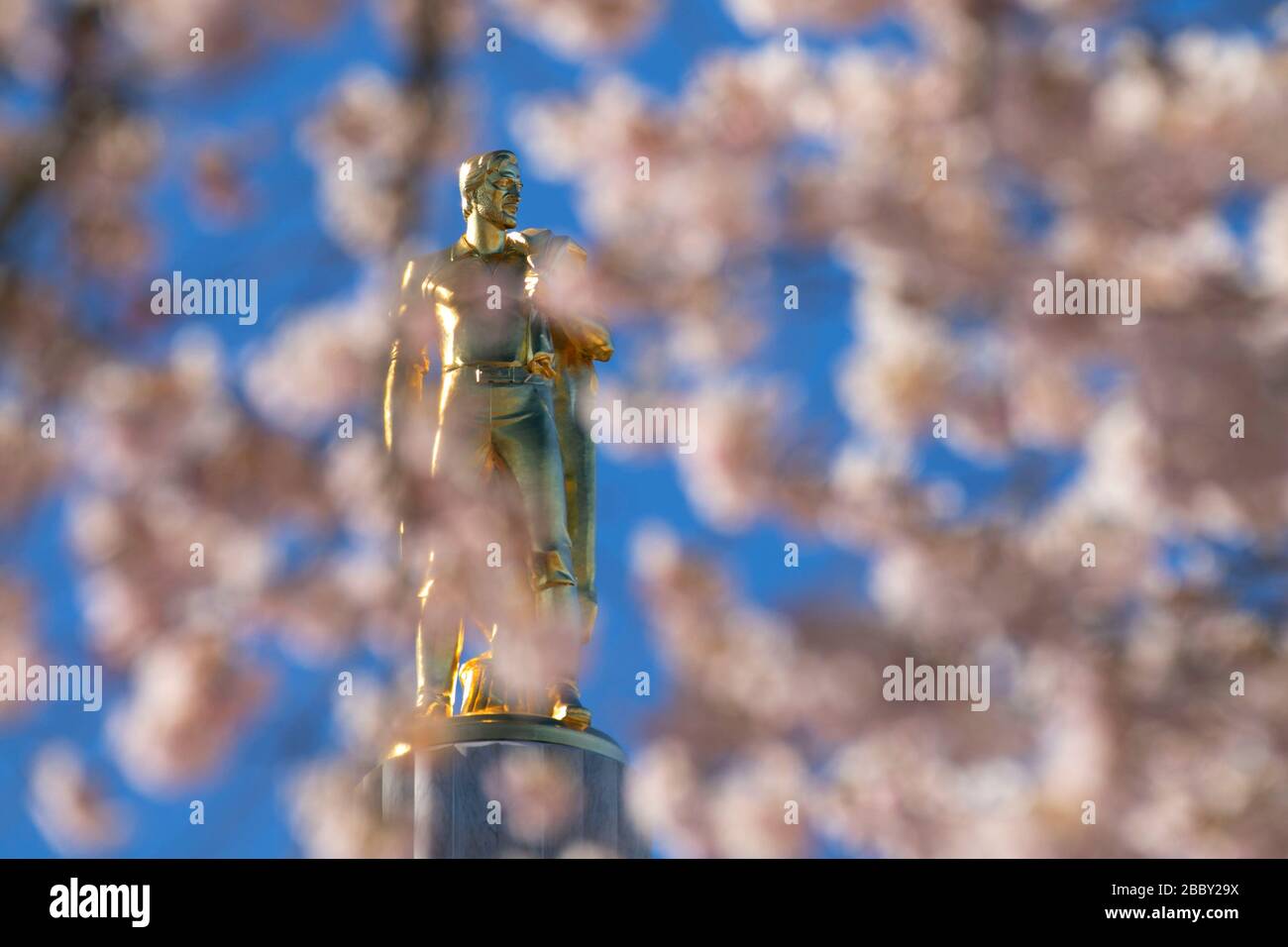 Oregon pioneer statue with cherry blossoms, State Capitol State Park ...